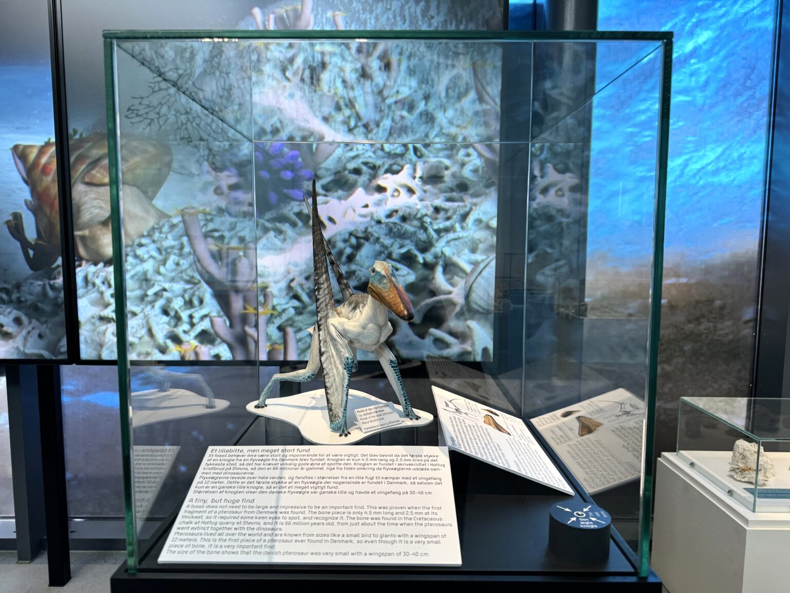 Denmark's first lizard fossil is now on display at Geomuseum Faxe ...