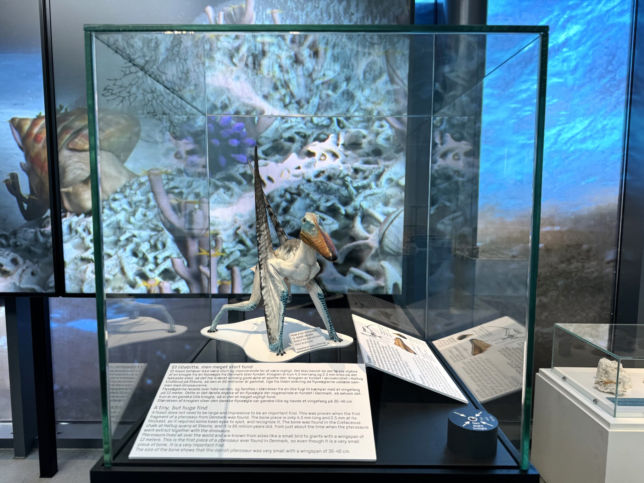 Dänemarks erstes Pterodaktylus-Fossil ist jetzt im Geomuseum Faxe zu ...